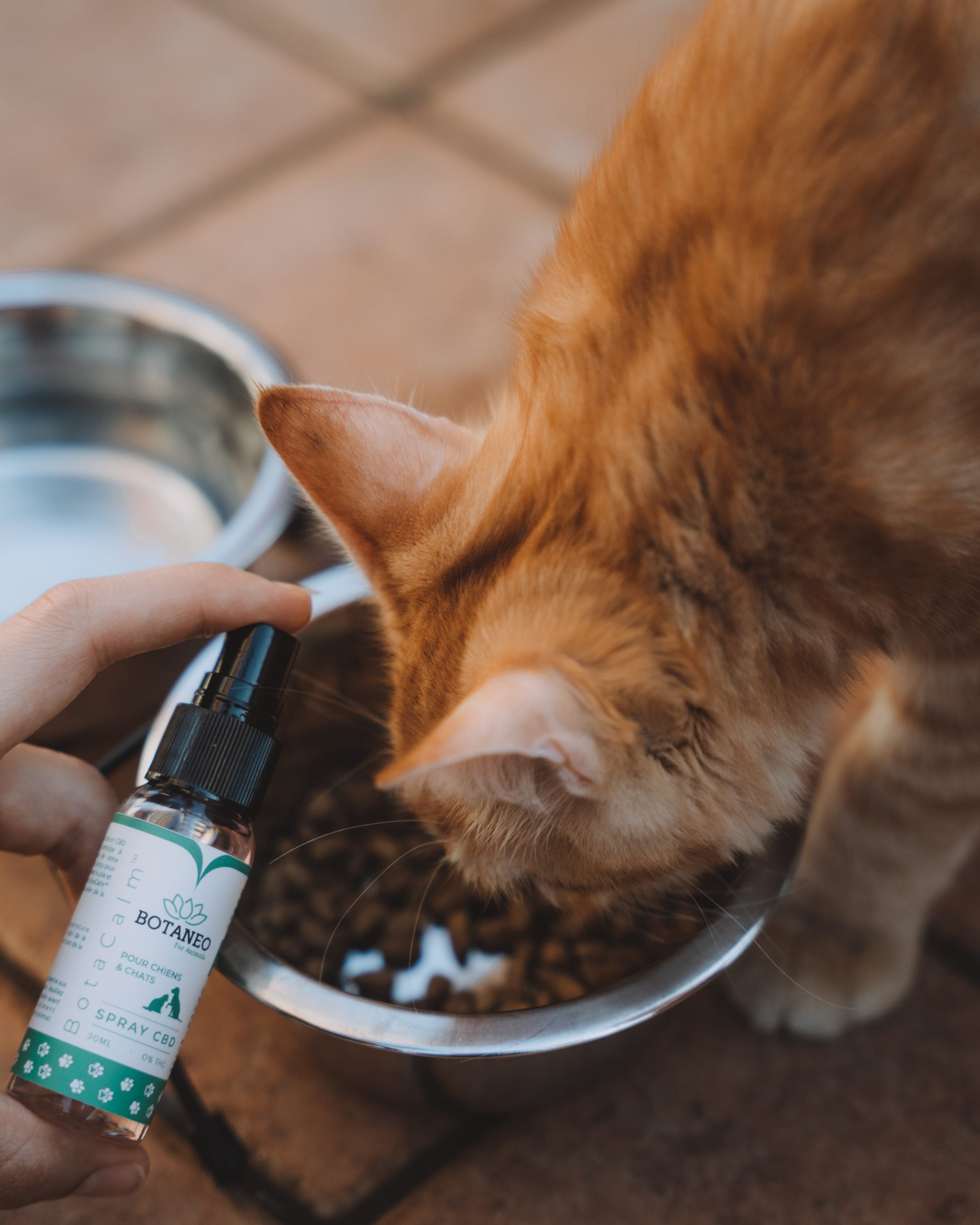 What You Should Know About Using CBD For Cats - Bulk Quotes Now